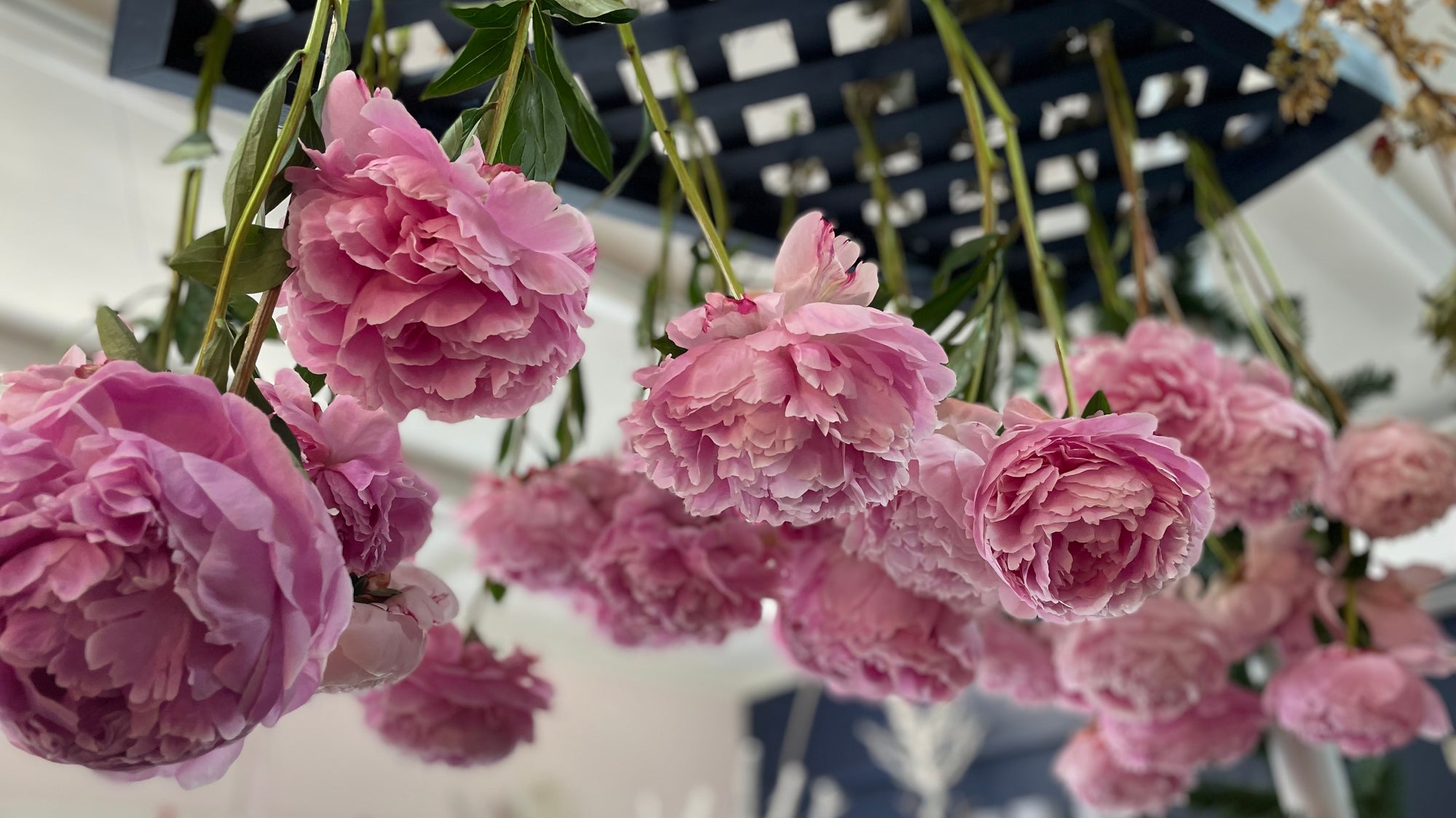 About – Periwinkle